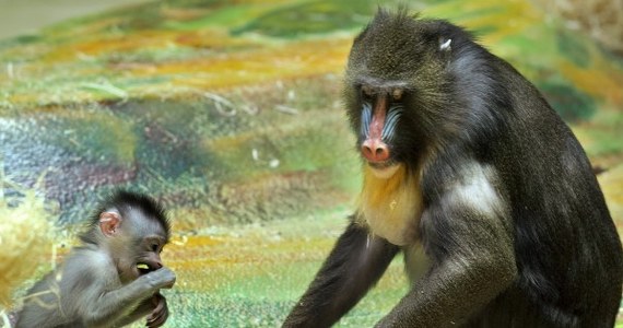 Mały mandryl - Zdjęcia - Wydarzenia w INTERIA.PL