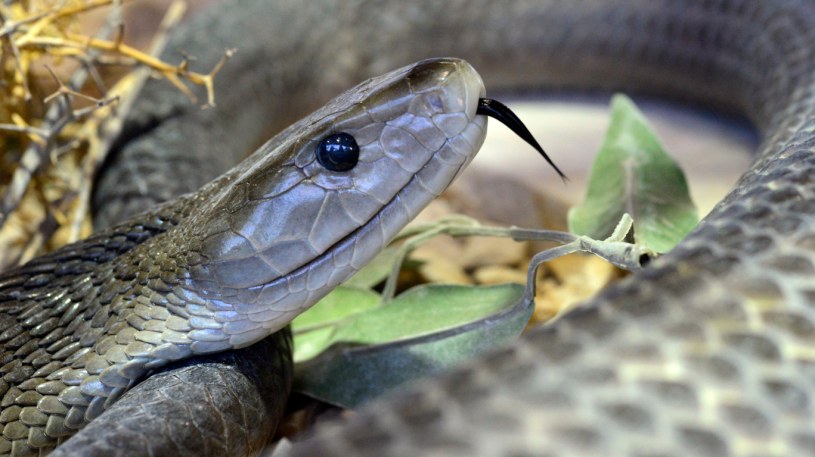 Zimbabwe. Nastolatka ukąszona przez czarną mambę na lekcji. Zmarła w ...