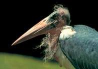 MARABUT - Encyklopedia w INTERIA.PL