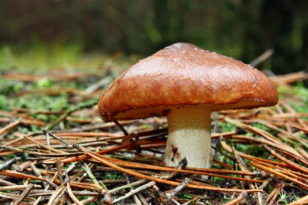 Grzyby jadalne: maślak zwyczajny, maślak sitarz, maślak ziarnisty ...