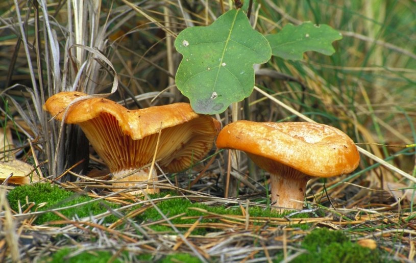 Mleczaj rydz to celebryta wśród grzybów. Szlachetny i smaczny - Zielona ...