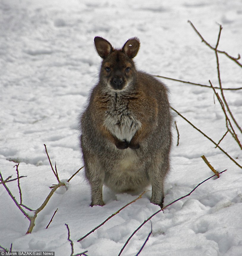 RMF24: Kangur "recydywista" uciekł z hodowli - Wydarzenia w INTERIA.PL