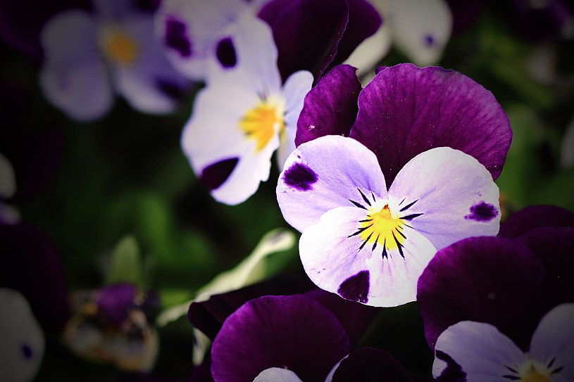 Fiołek trójbarwny - Styl w INTERIA.PL