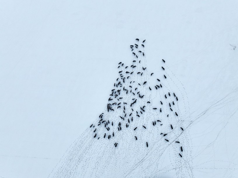 W Puszczy Białowieskiej zaobserwowano olbrzymie stado żubrów - Zielona ...