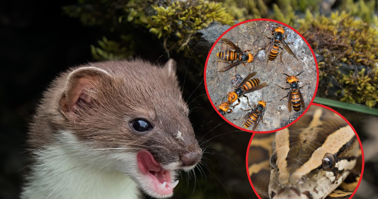 Raport IPBES: Ludzkość nie radzi sobie z gatunkami inwazyjnymi - Pogoda ...