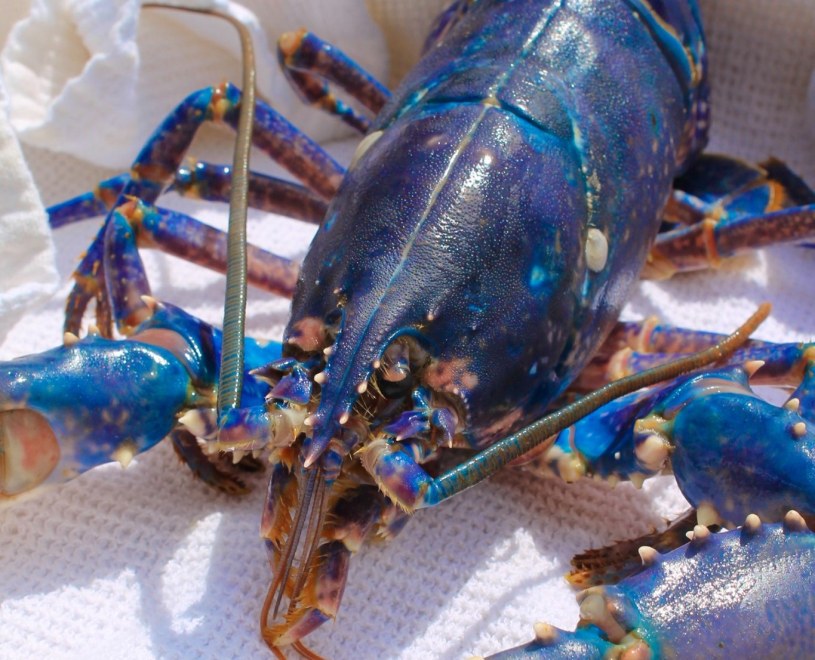 Niezwykły, niebieski homar. Jeden na 200 milionów - Wydarzenia w INTERIA.PL