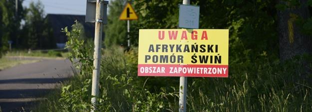 Dwa kolejne ogniska ASF w Polsce - Biznes w INTERIA.PL