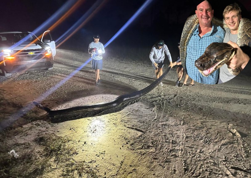 Pyton gigant schwytany przez pięciu mężczyzn. "To był potwór" - Zielona ...