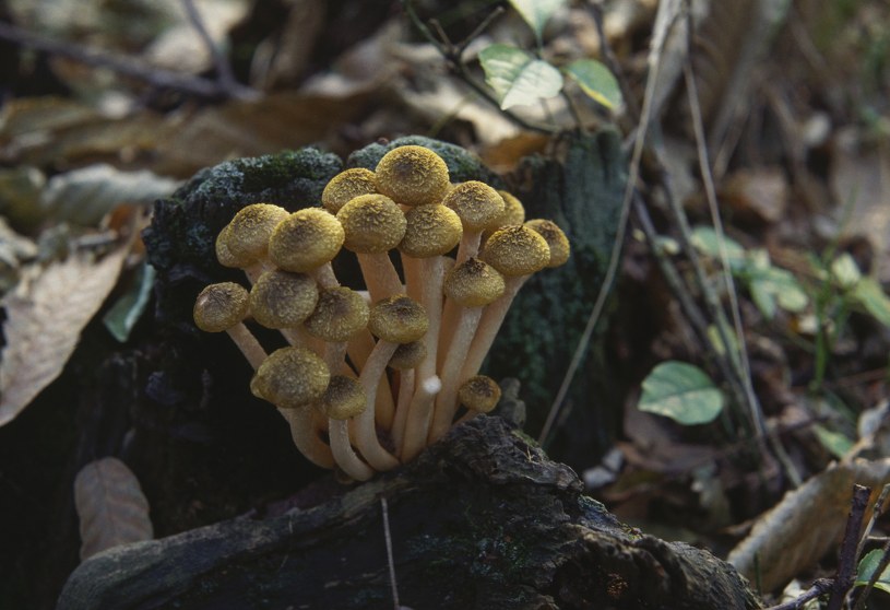 Niesamowity widok w polskich lasach. Opieńki największym organizmem na ...