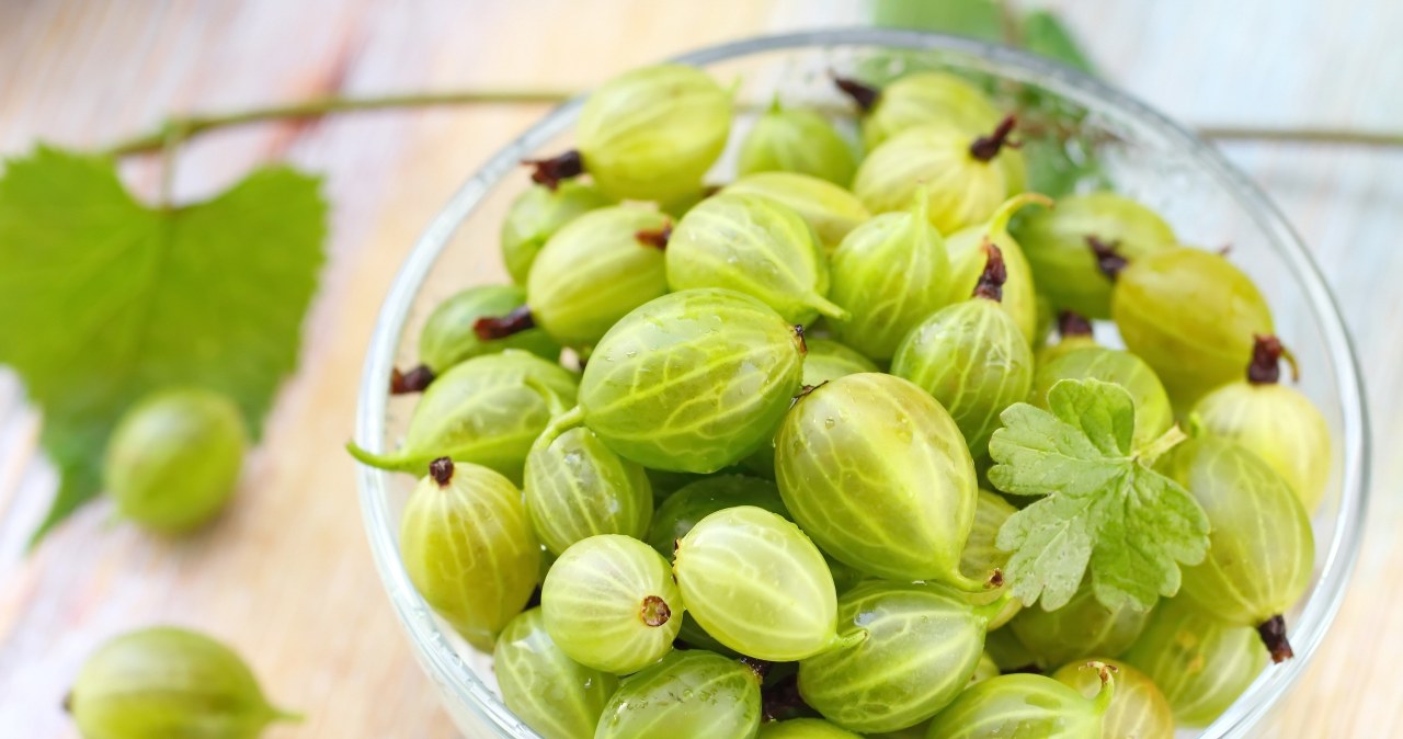 Agrest: Właściwości, uprawa i zastosowanie - Styl w INTERIA.PL