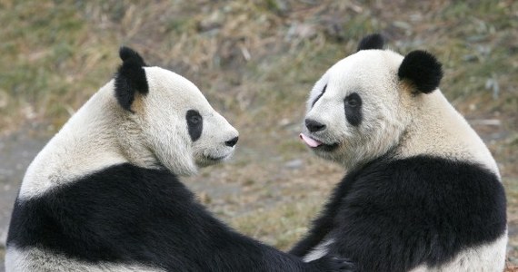 Pandy - Zdjęcia - Wydarzenia w INTERIA.PL