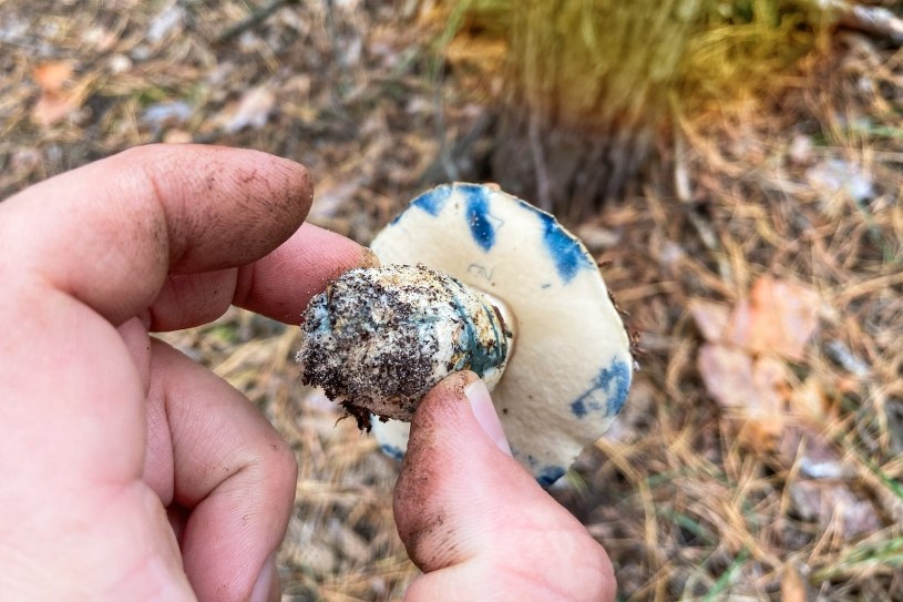 Niebieskie grzyby pojawiają się w polskich lasach. Są jadalne ...