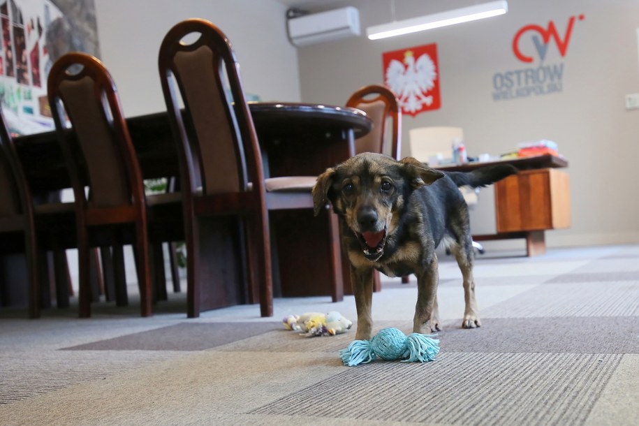 Reksio w gabinecie prezydent Ostrowa Wielkopolskiego. "Skradł serca ...