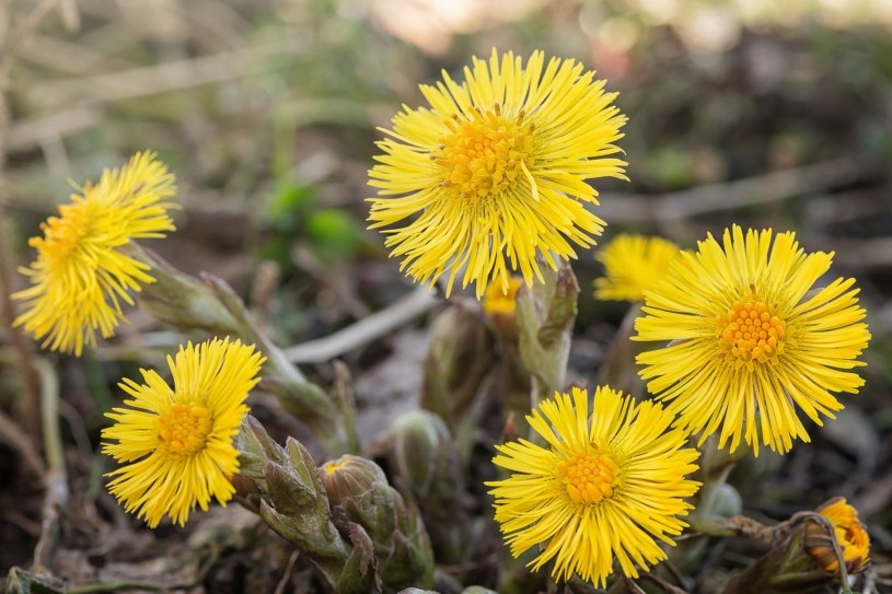 Podbiał pospolity: Jak zbierać i na co stosować? Właściwości - Kobieta ...