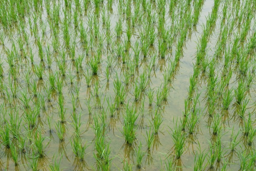 Nie tylko pola tulipanów. Holendrzy próbują uprawiać ryż - Zielona w ...