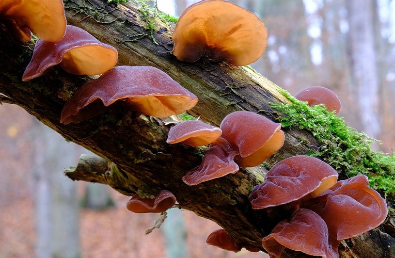 Grzyby w zimę w Polsce? Tajemnica, którą Azjaci odkryli wieki temu ...