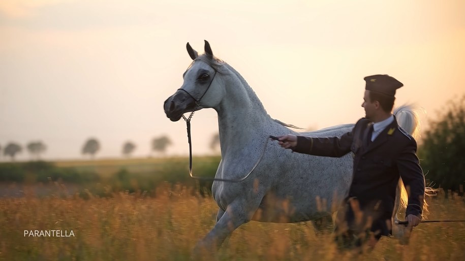 Aukcja Pride of Poland 2025. Znamy listę koni - RMF 24 Aukcja Pride of Poland 2025. Znamy listę koni - RMF 24