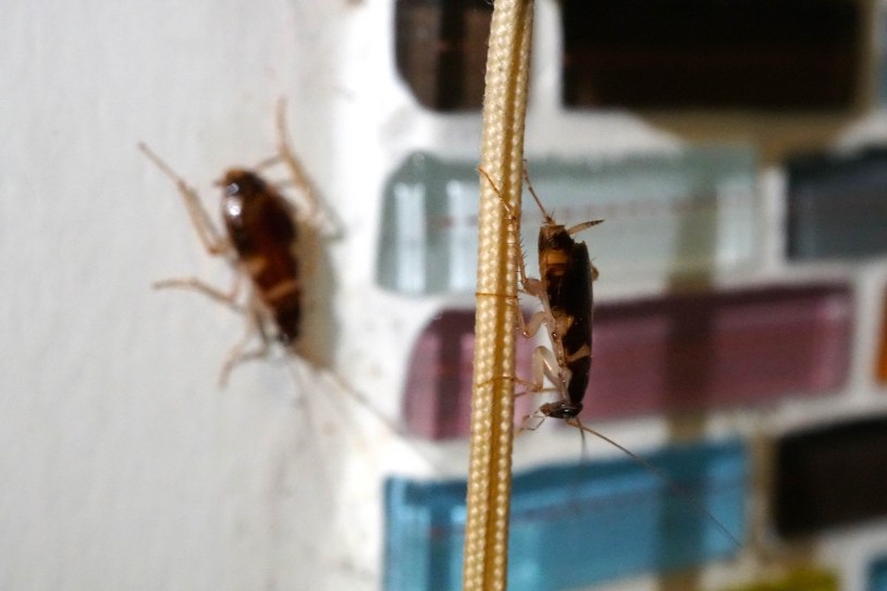 Czy prusaki latają? Odpowiedź może zaniepokoić - Kobieta w INTERIA.PL