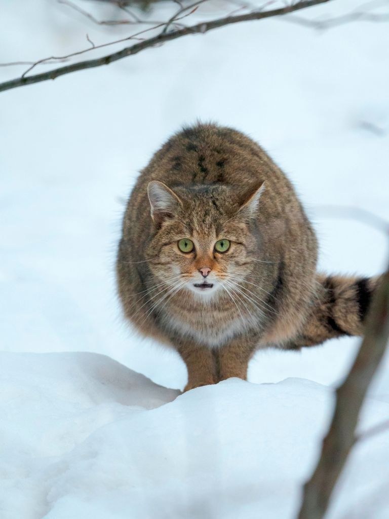 Kto spotyka w lesie żbika... Dlaczego w Polsce żyje ich tak mało ...