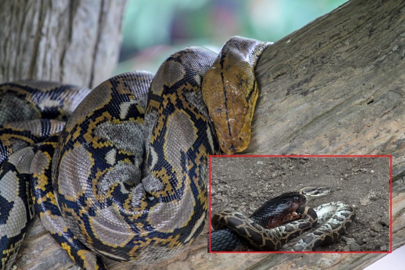 Pyton birmański vs Drymarchon couperi. Zwycięzca zjada wszystko ...