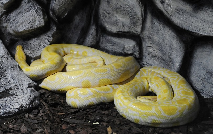 Pyton tygrysi znaleziony obok przedszkola w Mińsku - Wydarzenia w ...