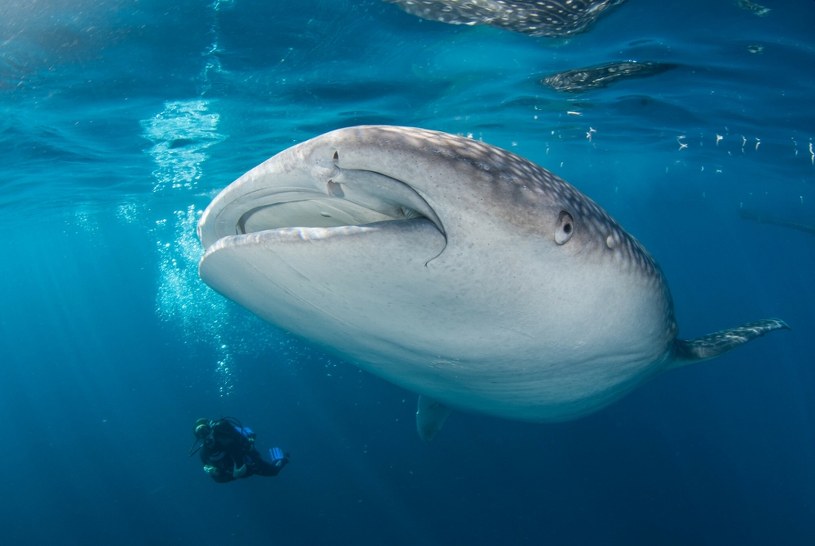 Łagodne rekiny odkurzają oceany - Zielona w INTERIA.PL