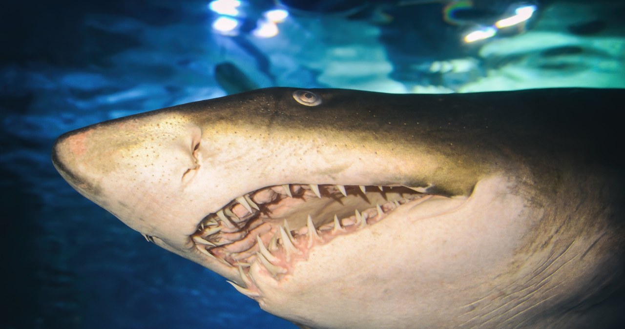 Chris Fallows: Jak powstało najsłynniejsze zdjęcie rekina w historii ...