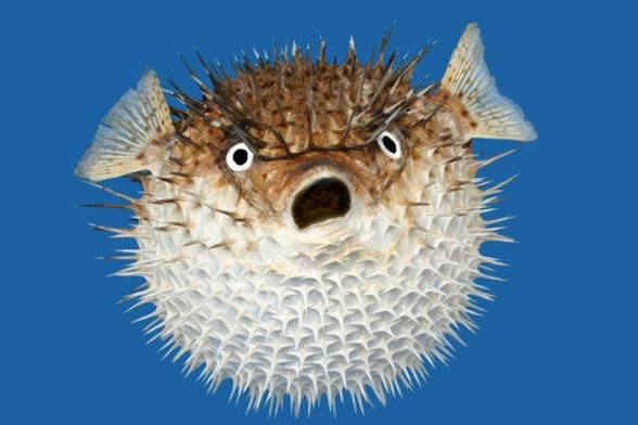 12 potraw, które mogą cię zabić - Porady w INTERIA.PL