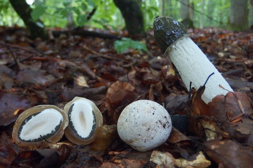 Czarcie jajo: W Polsce uważane za niejadalne, we Francji to przysmak ...