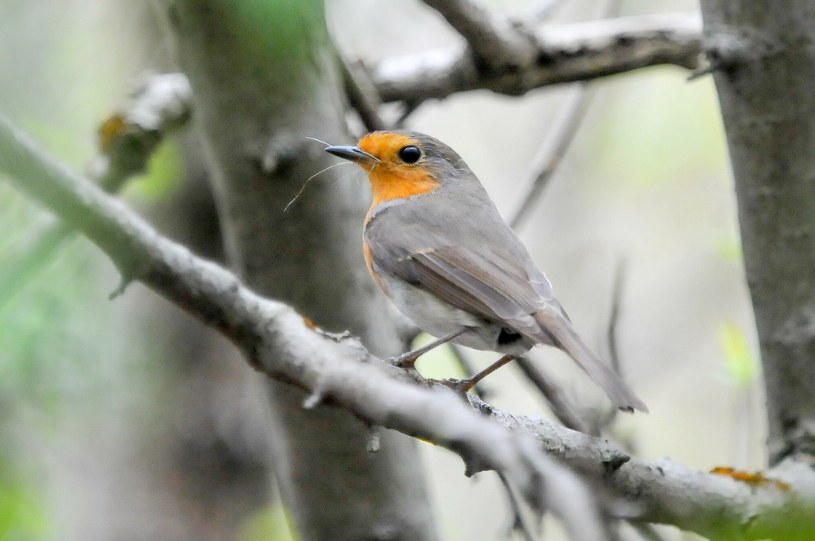 Niektóre gatunki zagrożone. Alarmujący spadek populacji ptaków w ...