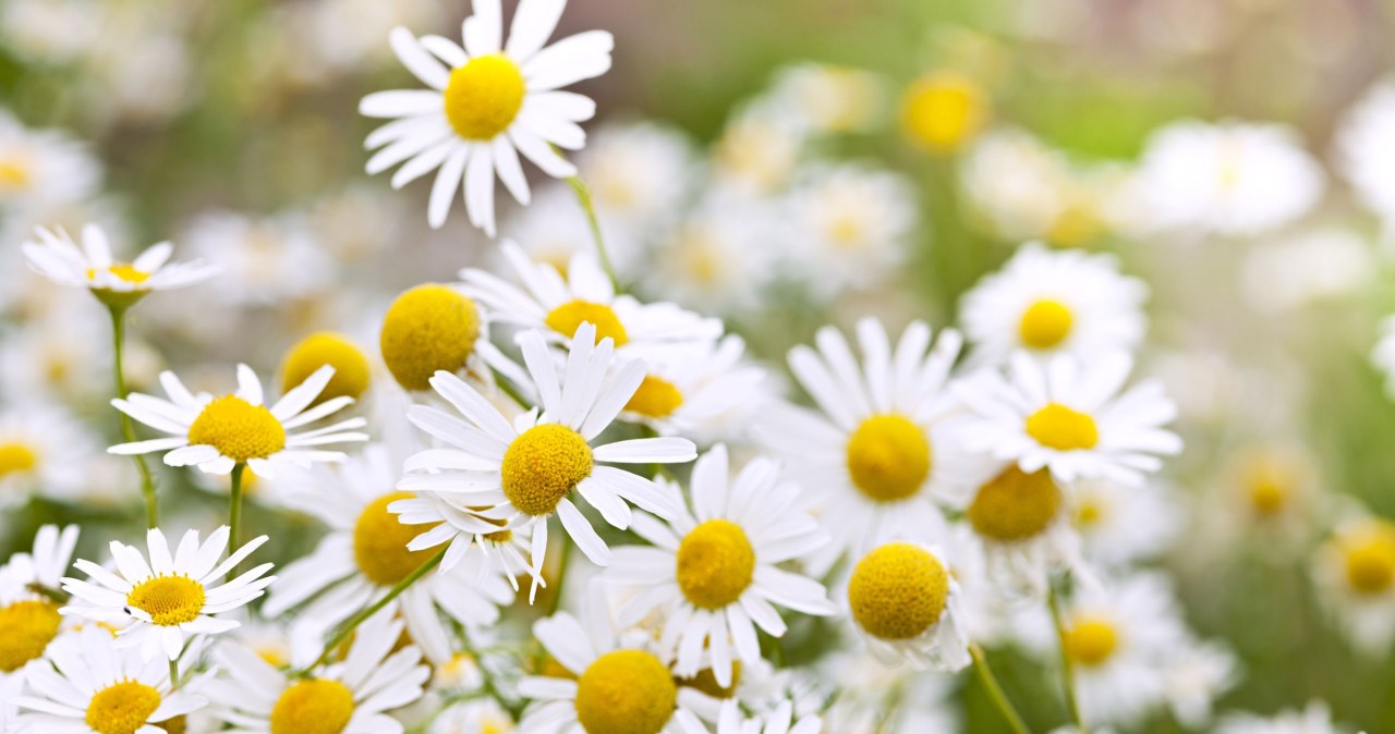 Co daje picie rumianku? Na co pomaga napar z rumianku? - Kobieta w ...