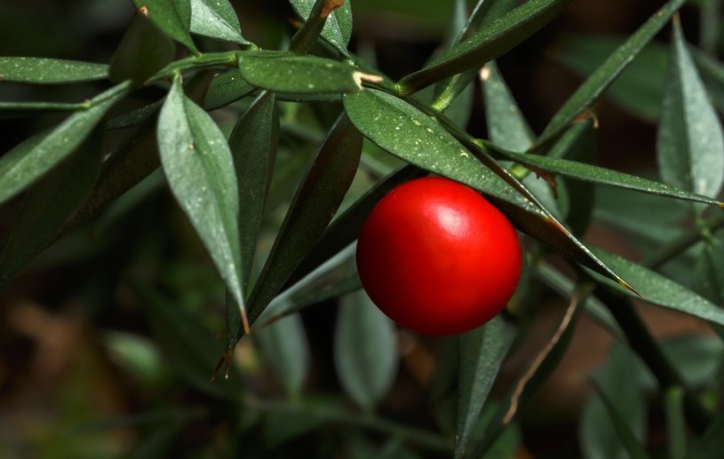Ruszczyk kolczasty: Najlepszy na pajączki, cellulit i żylaki - Kobieta ...