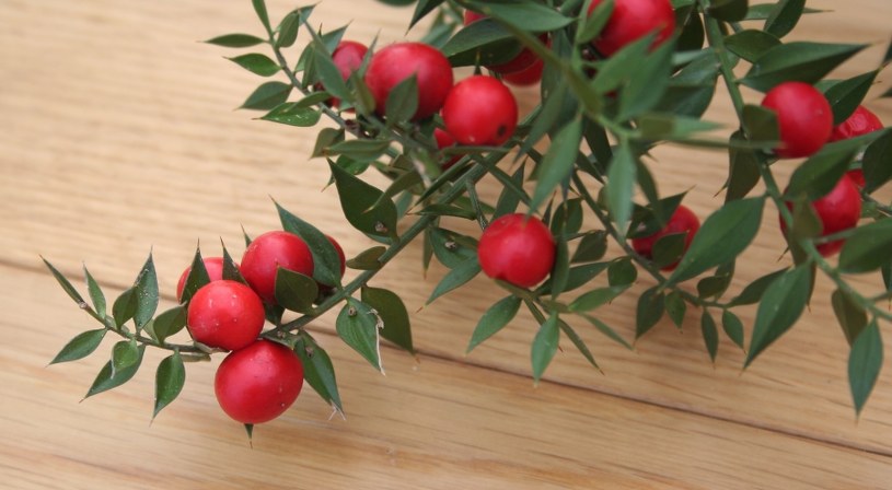 Ruszczyk kolczasty: Najlepszy na pajączki, cellulit i żylaki - Kobieta ...