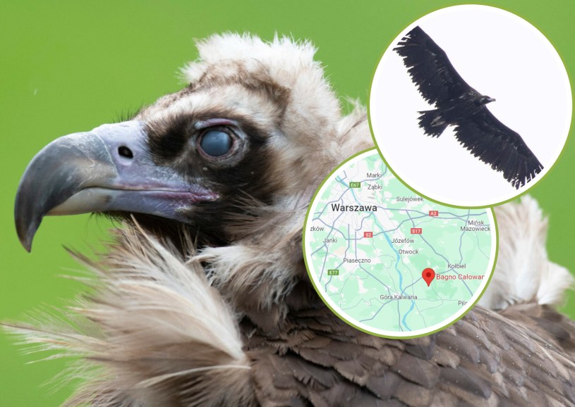 Największy mięsożerny ptak Europy wrócił do Polski. Latał pod Warszawą ...