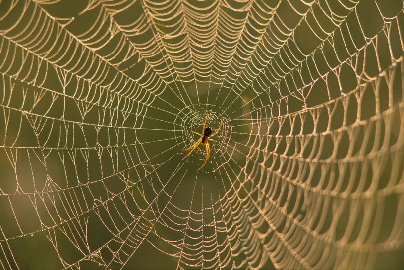 Krzyżak ogrodowy. Pająk z krzyżem na odwłoku. Czy jego ugryzienie jest ...