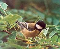 SIKORY - Encyklopedia w INTERIA.PL