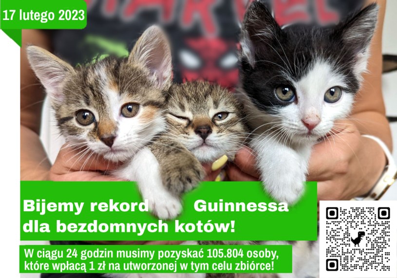 SOS KOTY Mielec biją rekord Guinnessa dla bezdomnych kotów! - Kobieta w ...