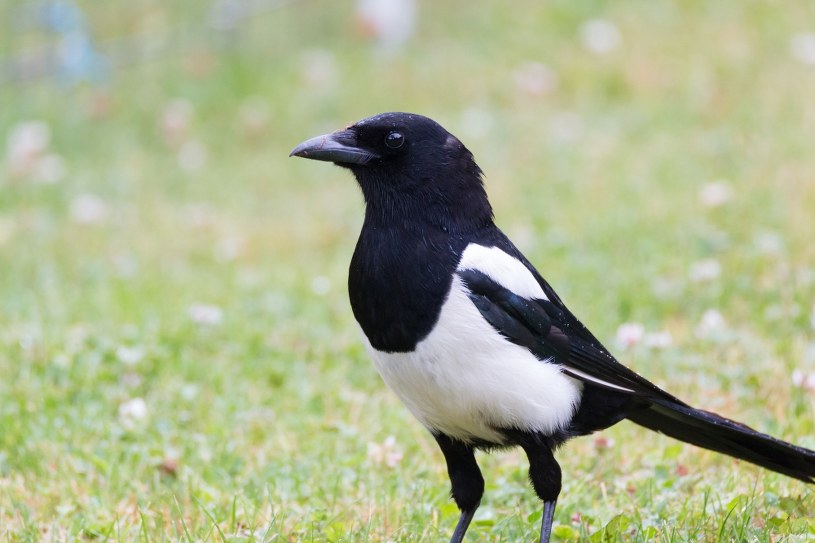 Jakie ptaki spotkasz w miejskim parku? - Kobieta w INTERIA.PL
