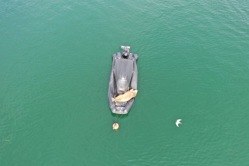 Samica morsa pokochała Oslo. Władze rozważają jej uśpienie - Zielona w ...