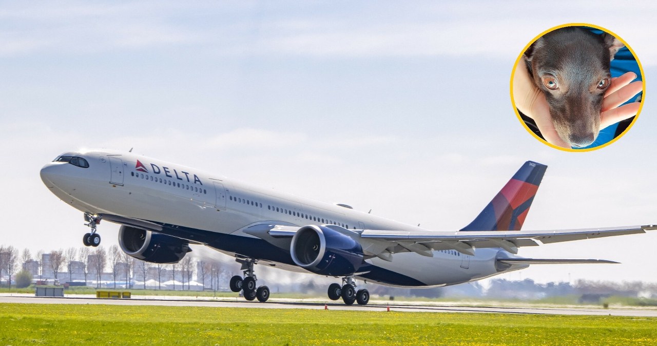 Linie Lotnicze Delta zgubiły psa. Właścicielka nie traci nadziei ...