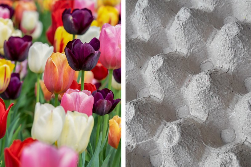 Sadzenie tulipanów: Kiedy sadzić tulipany? Z jakimi kwiatami sadzić ...