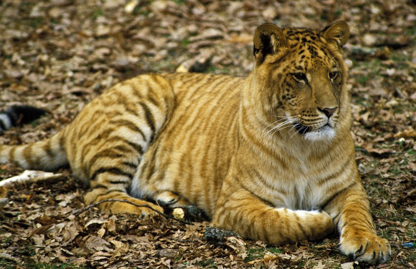 Hybrydy wielkich kotów: legrys, tyglew, jaglew – czym one są ...