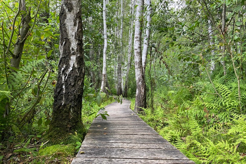 Polska na własne oczy: Wędrówka ścieżkami Poleskiego Parku Narodowego ...