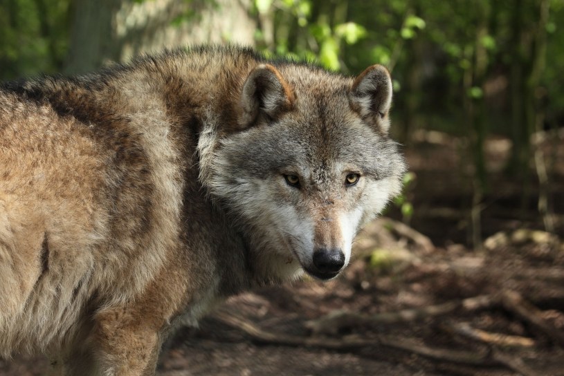Wilki w Polsce. Jak zachować się gdy spotkasz wilka - Kobieta w INTERIA.PL