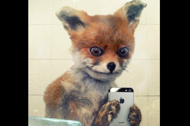 "Naćpany lis" - najpopularniejszy mem Rosji - Nowe technologie w INTERIA.PL