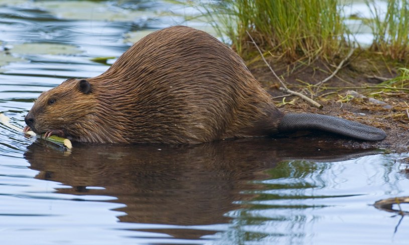 Były łosie, teraz czas na bobry. Jeden kąpał się w Bałtyku - Zielona w ...