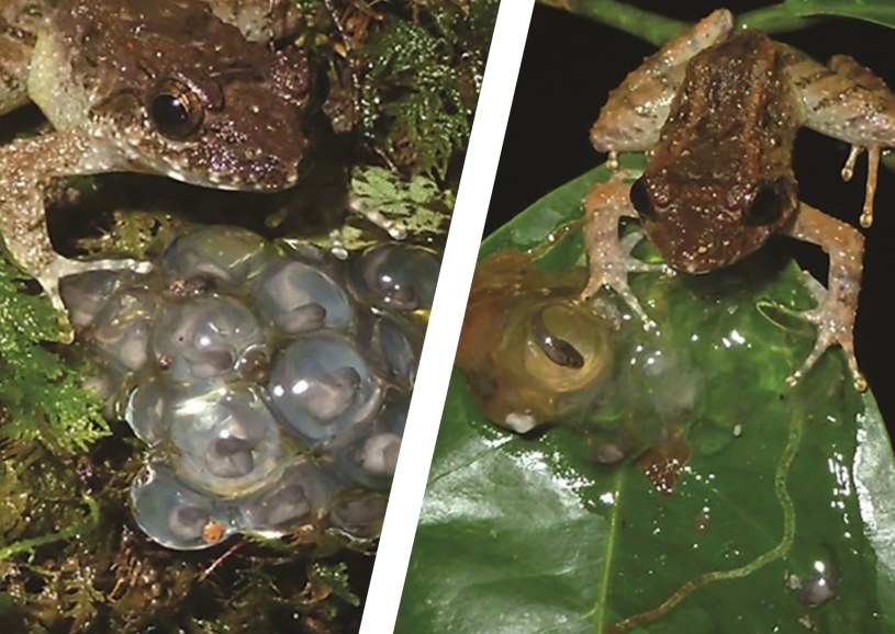 Zadziwiająca żaba odkryta w Indonezji. Ma naprawdę duże kły - Zielona w ...