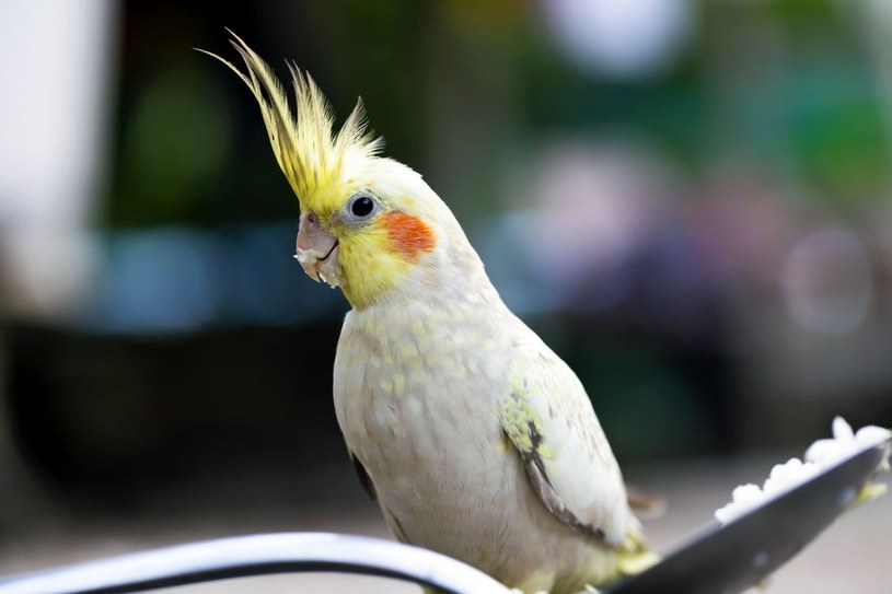 Jak zajmować się nimfami? - Kobieta w INTERIA.PL